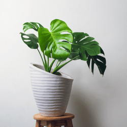 How to choose the best pots for Monstera plants