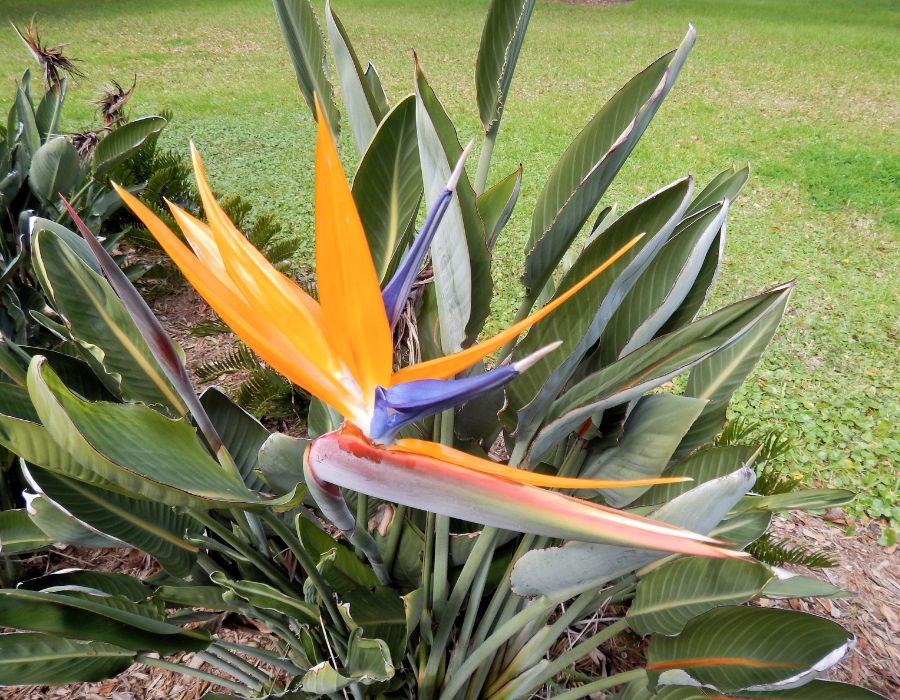 How to create your own jungle landscaping design