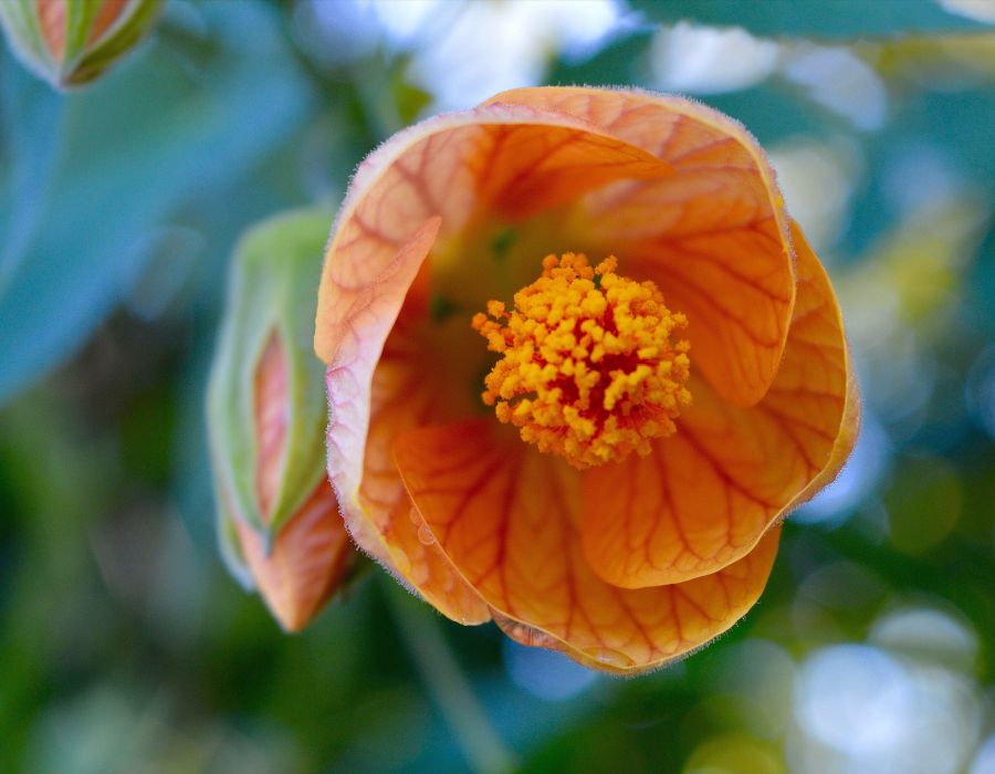 How to grow Abutilon from seed: Step-by-step instructions