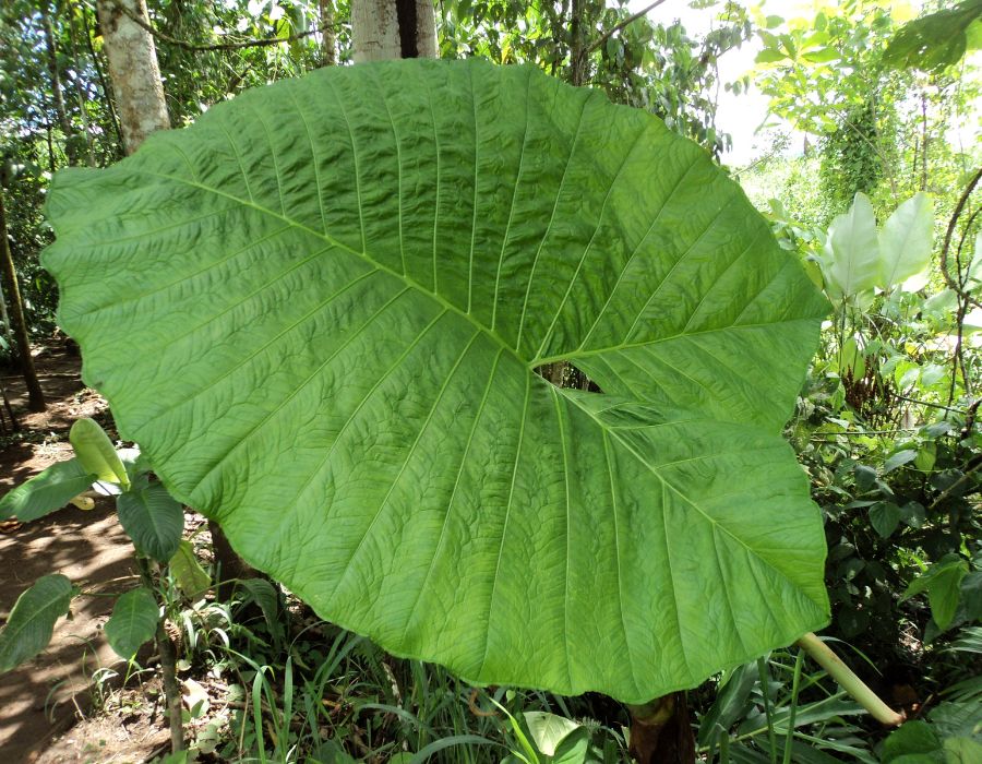 How to create your own jungle landscaping design