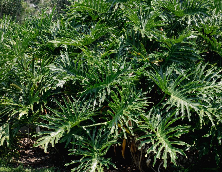 How to create your own jungle landscaping design