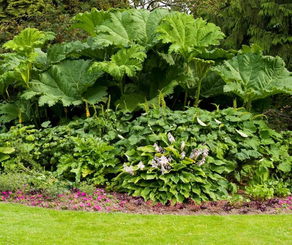 Gunnera is banned in the UK: What you need to do now