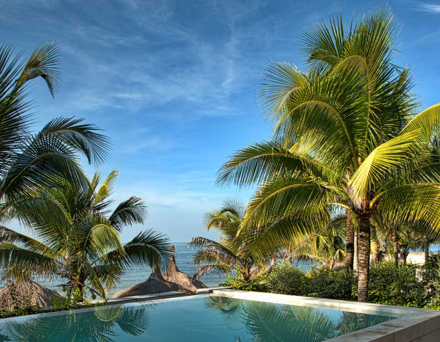 Palm Trees Swimming Pool